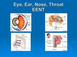 M T Sp Senses Pr | PPT | Ear, Nose and Throat Conditions | Diseases and ...