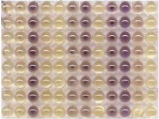 Mtt Assay for cell viability | PPTX