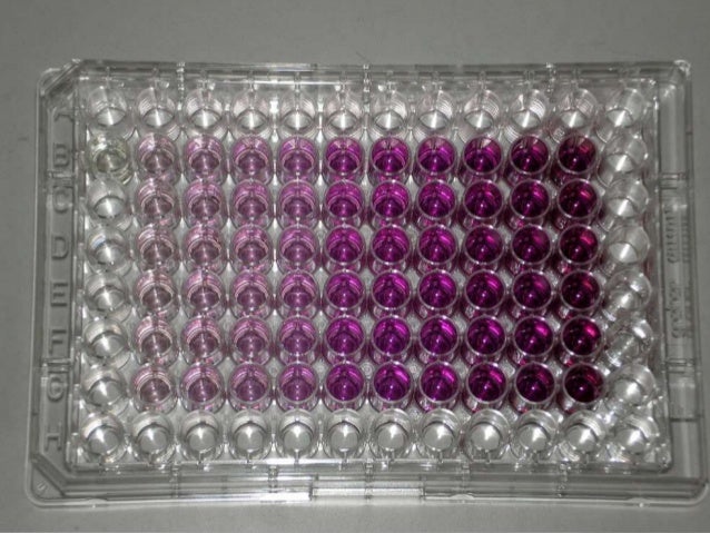 Mtt Assay for cell viability