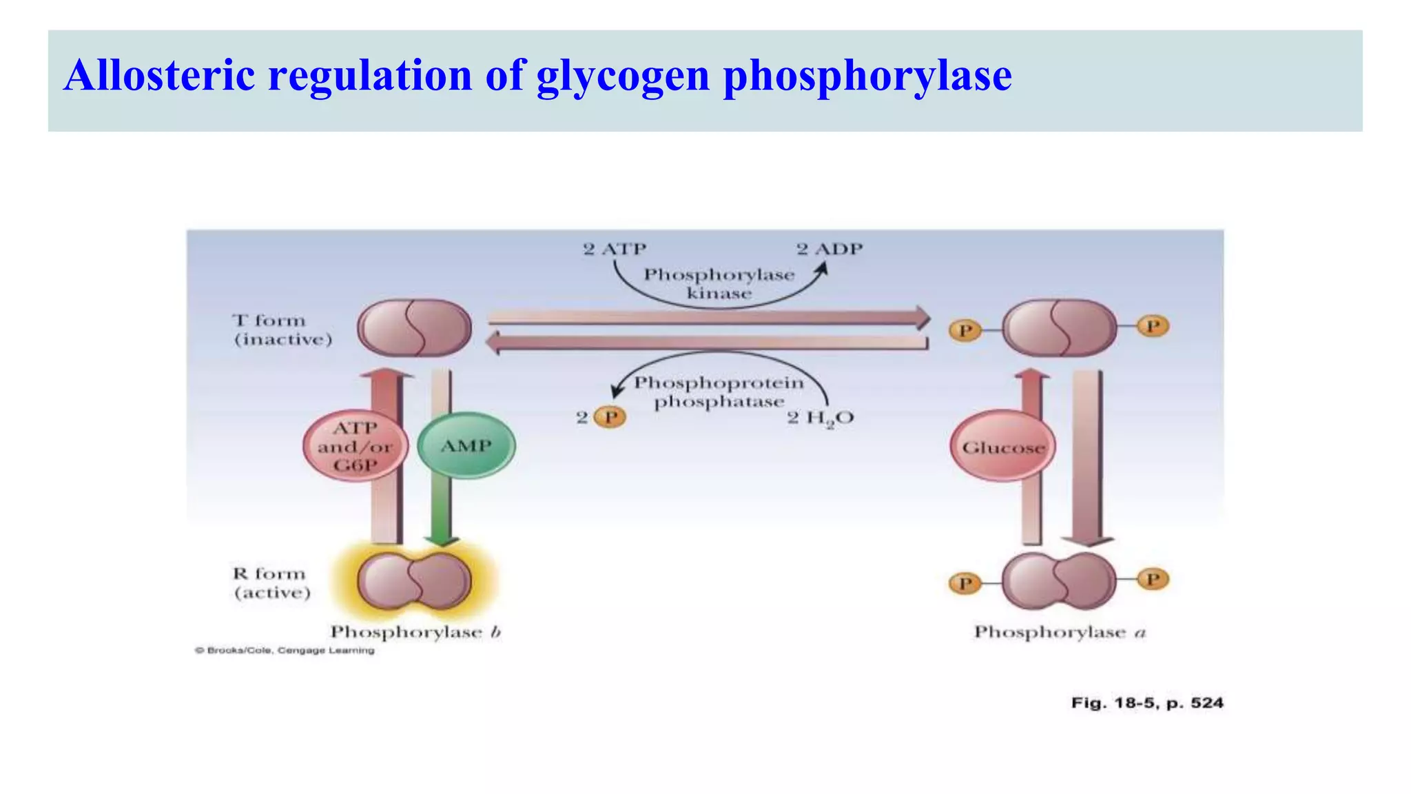 Allosteric and feedback regulation | PPTX