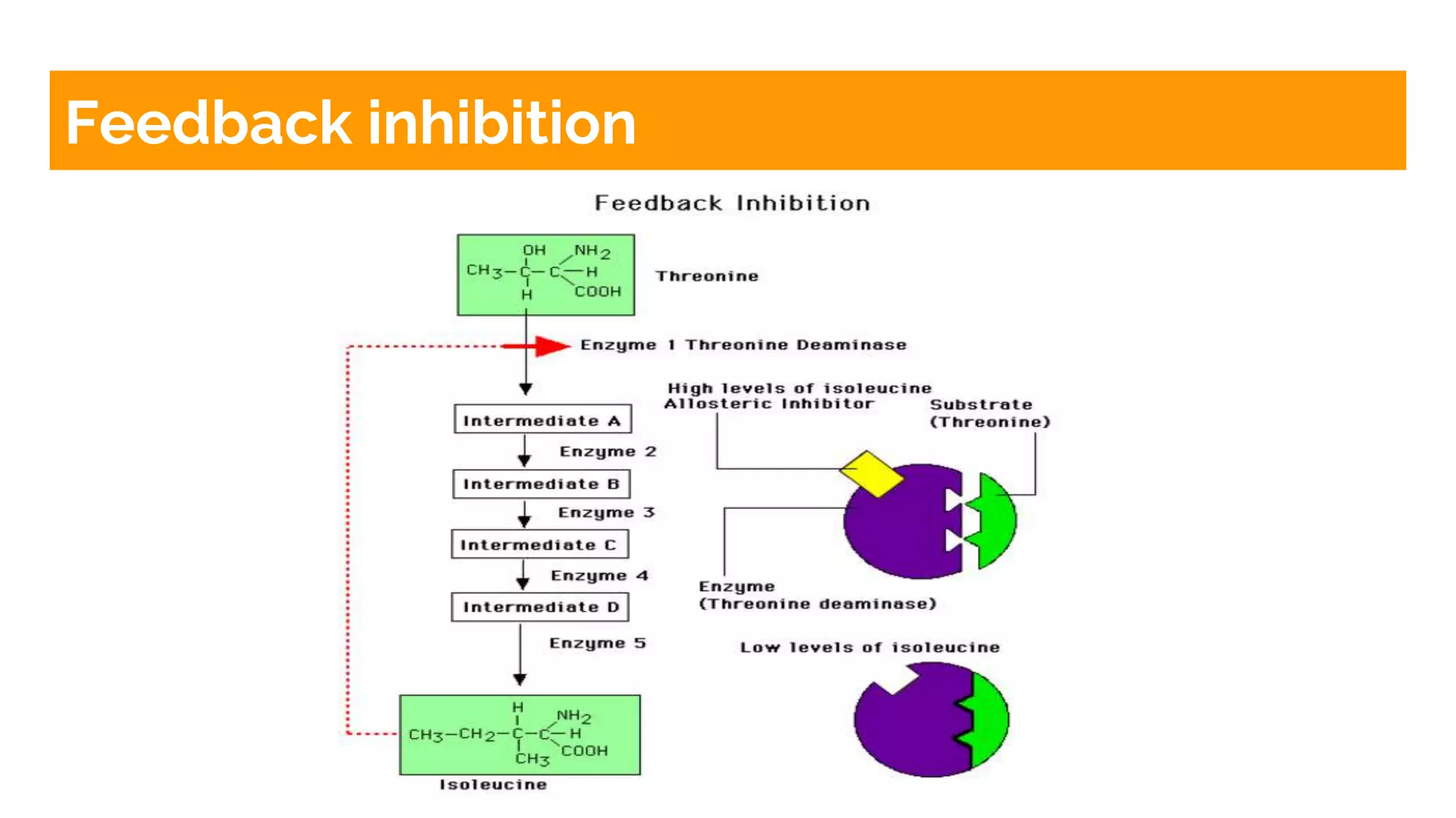 Allosteric and feedback regulation | PPTX