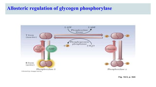 Allosteric and feedback regulation | PPTX