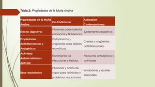 monografia de muña andina del peru reconocido | PPTX