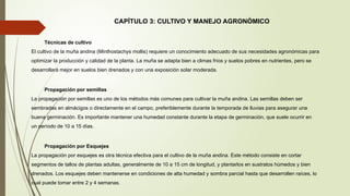 monografia de muña andina del peru reconocido | PPTX