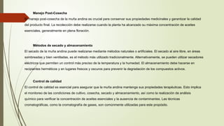 monografia de muña andina del peru reconocido | PPTX