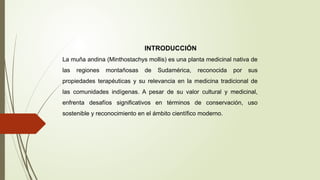 monografia de muña andina del peru reconocido | PPTX