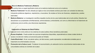 monografia de muña andina del peru reconocido | PPTX