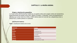 monografia de muña andina del peru reconocido | PPTX