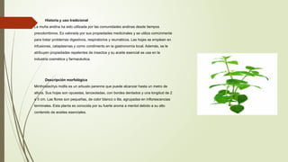 monografia de muña andina del peru reconocido | PPTX