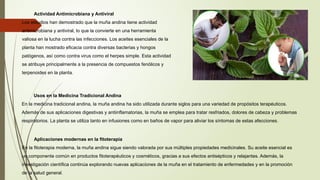 monografia de muña andina del peru reconocido | PPTX