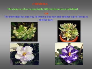 Mutation Breeding in Agricultural Sciences | PPT