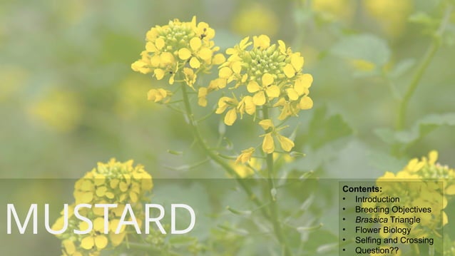 Mustard Plant, U-triangle, Selfing and Crossing. | PPTX