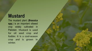 Mustard Plant, U-triangle, Selfing and Crossing. | PPTX