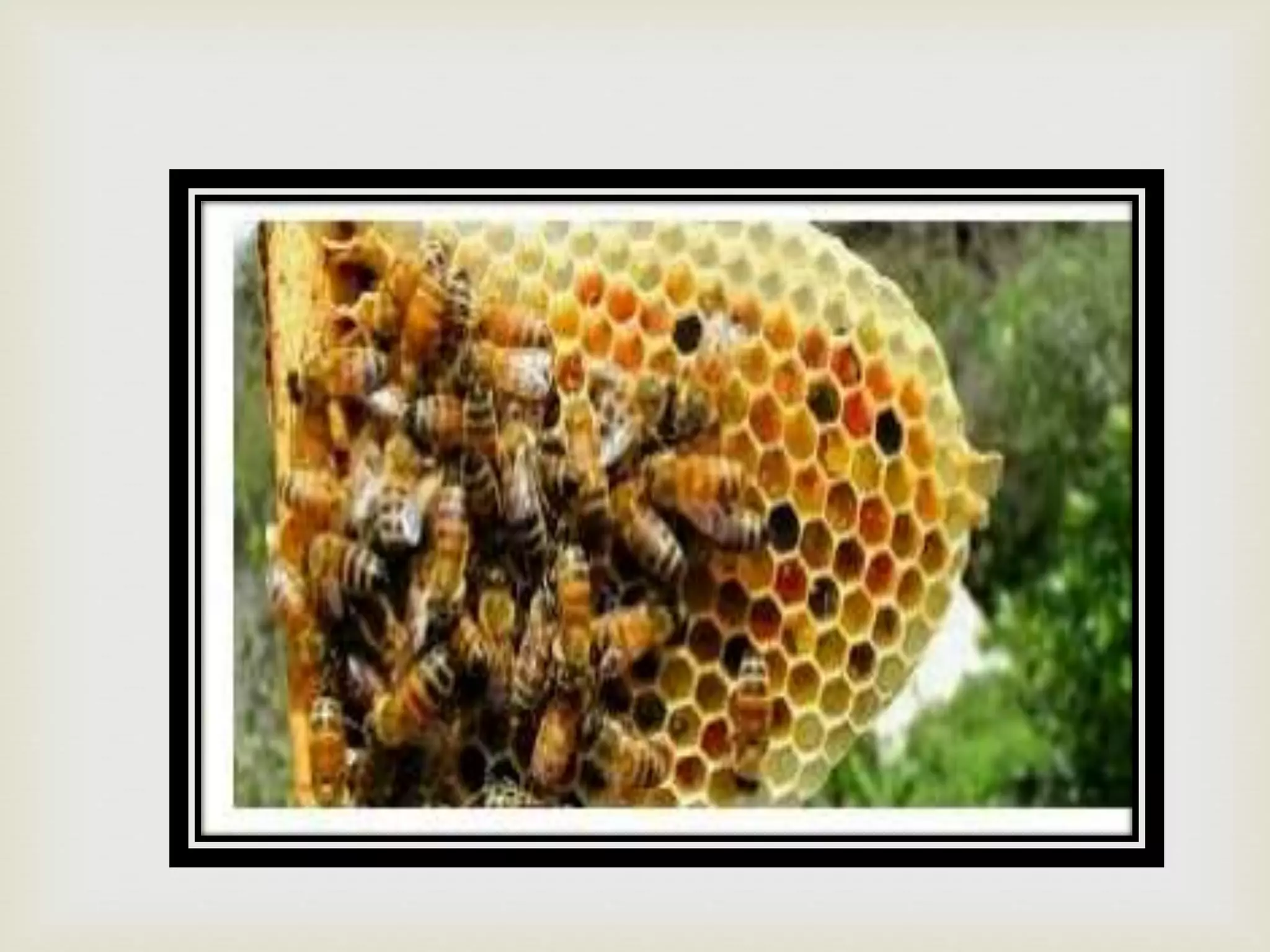 importance of apiculture | PPTX