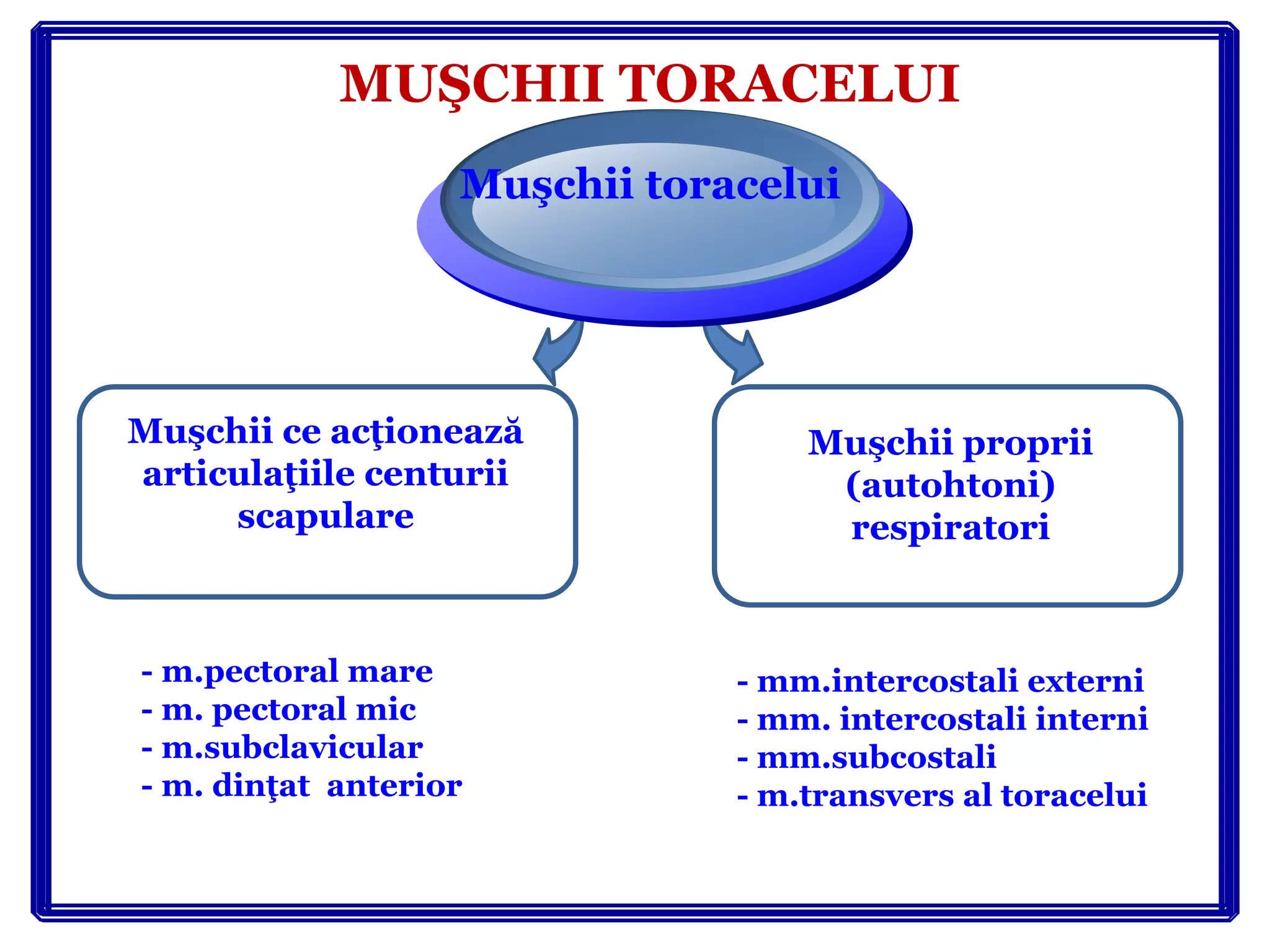 Muşchii toracelui.diafragmul. | PPTX
