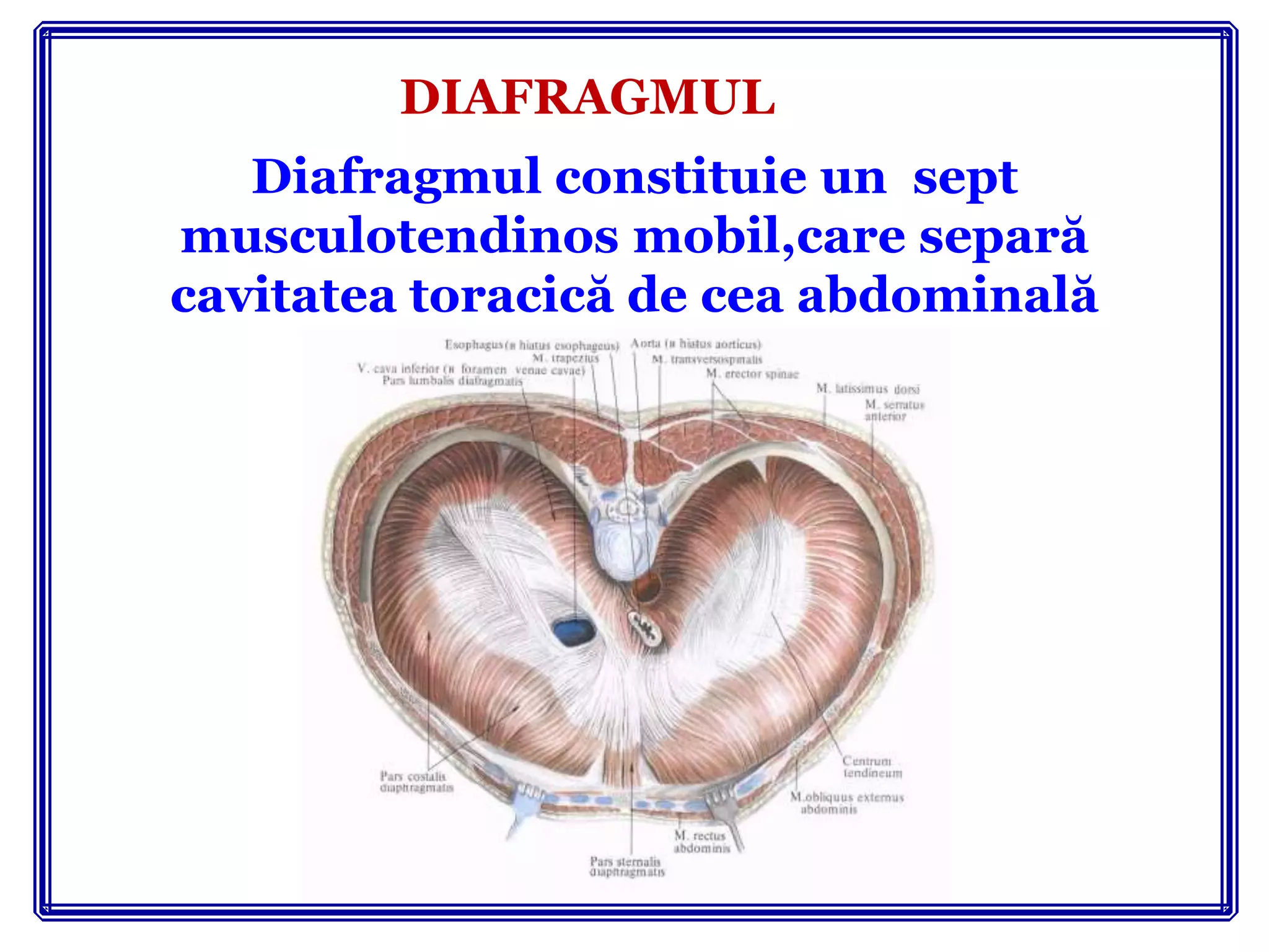 Muşchii toracelui.diafragmul. | PPTX