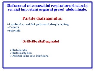 Muşchii toracelui.diafragmul. | PPTX
