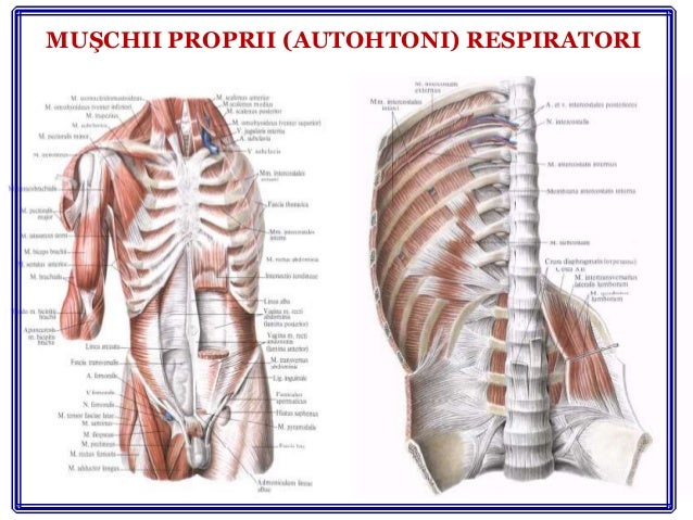 Muşchii toracelui.diafragmul.