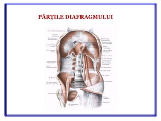 Muşchii toracelui.diafragmul. | PPT