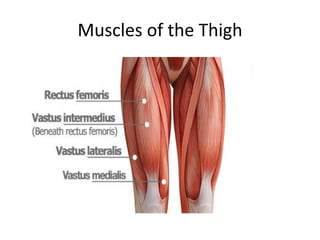 Lower limb ... Region of the lower limb, the gluteal region | PDF