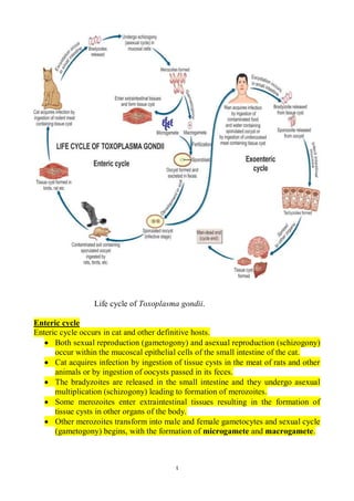Toxoplasma gondii | PDF | Digestive Disorders | Diseases and Conditions