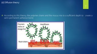 Mucoadhesive Drug Delivery system ppt | PPTX