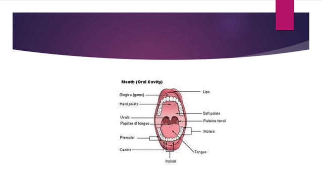 mucoadhesive drug delivery system.pptx