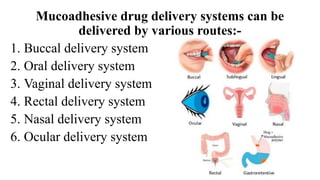 Mucosal or Mucoadhesive Drug Delivery System (MDDS).pptx