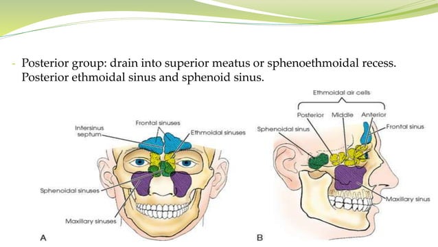Mucociliary Pathway and Principles of FESS | PPTX | Ear, Nose and ...