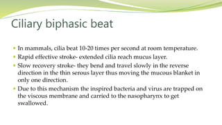 Mucociliary Pathway and Principles of FESS | PPTX