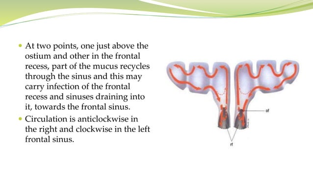 Mucociliary Pathway and Principles of FESS | PPTX | Ear, Nose and ...