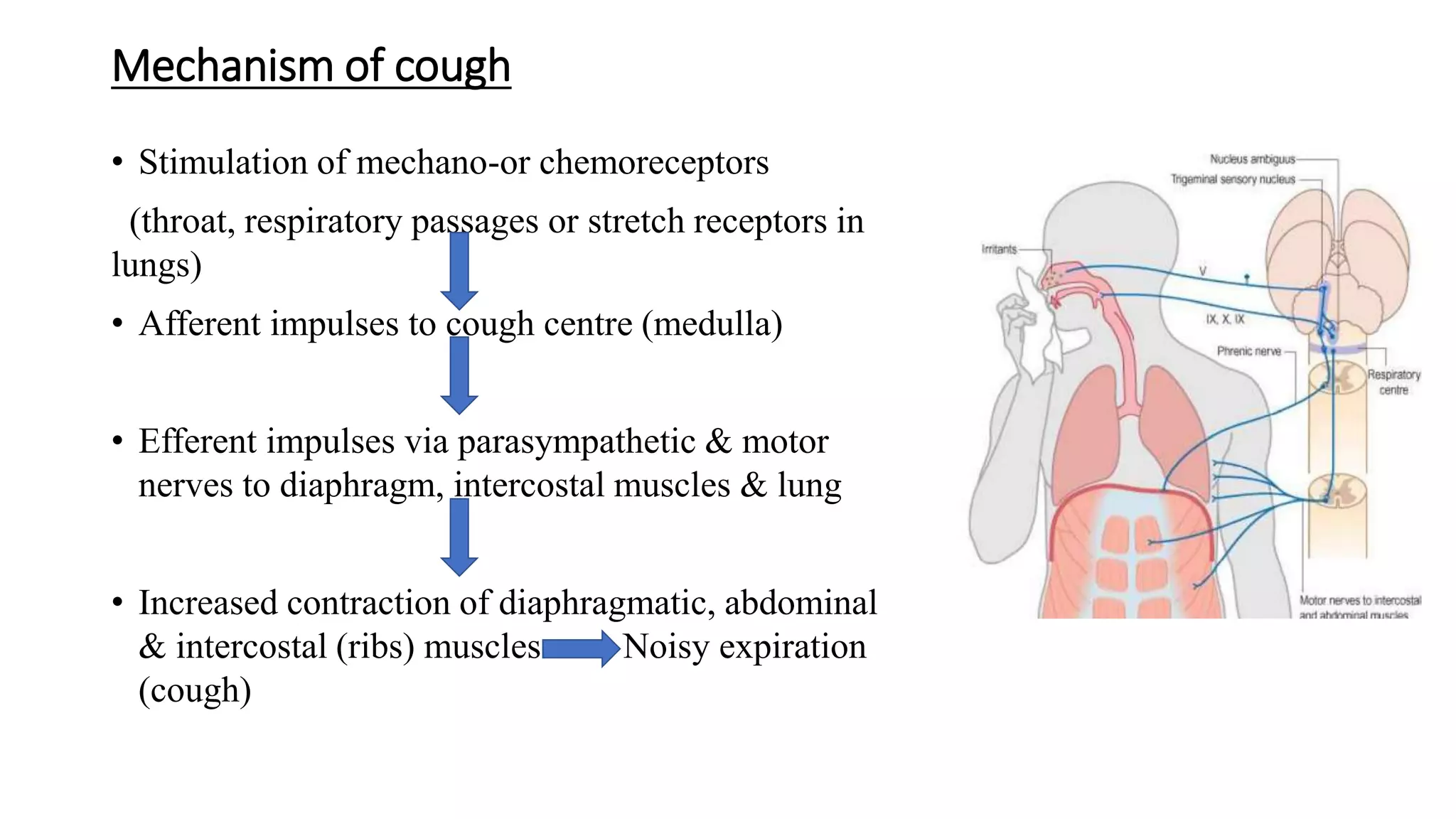 Mucolytics,Decongestants,Expectorants,Antitussives & Bronchodialators ...