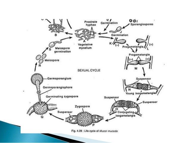 Mucormycosis ppt