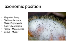 Mucor | PPTX