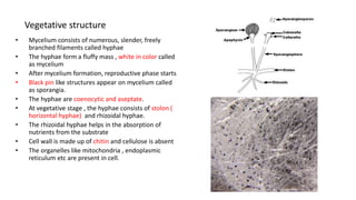 Mucor Slide