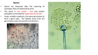Mucor Slide
