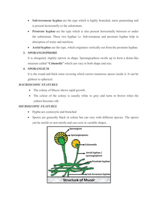 Mucor Slide