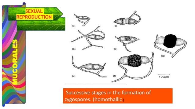 Mucorales (sexual reproduction) | PPTX