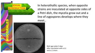 Mucorales (sexual reproduction) | PPTX