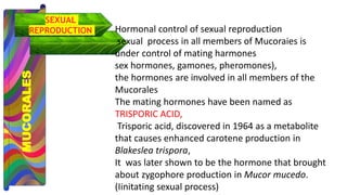 Mucorales (sexual reproduction) | PPTX
