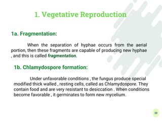 Mucor fungi ppt | PPSX