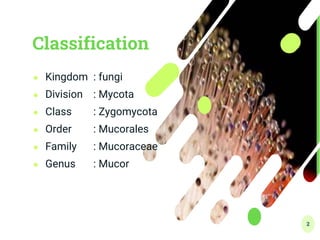 Mucor fungi ppt | PPSX