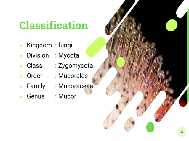 Mucor fungi ppt | PPSX | Reproductive Health | Diseases and Conditions