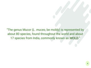 Mucor fungi ppt | PPSX