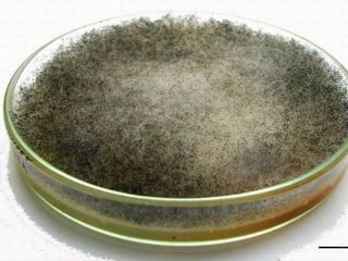 Mucor Culture