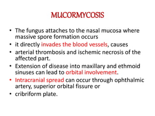 Mucormycosis | PPT