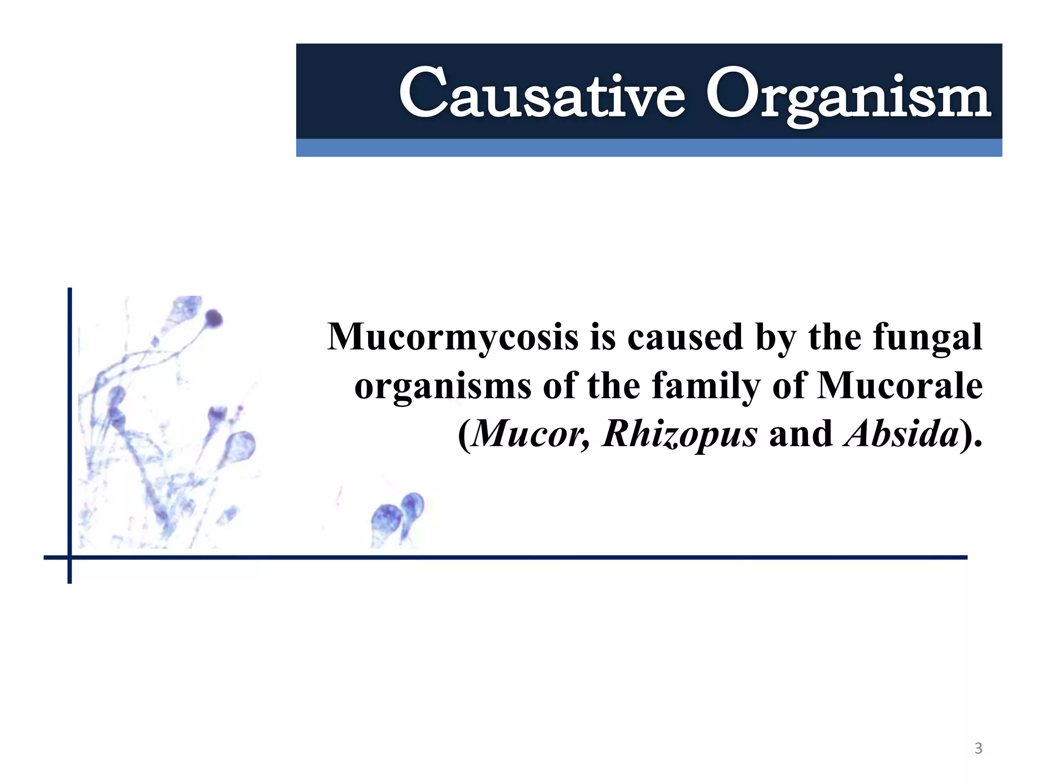 Mucormycosis in head and neck region | PPTX | Ear, Nose and Throat ...