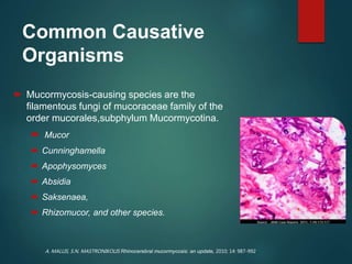 Mucormycosis | PPTX