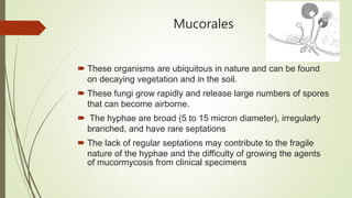 Mucormycosis | PPTX
