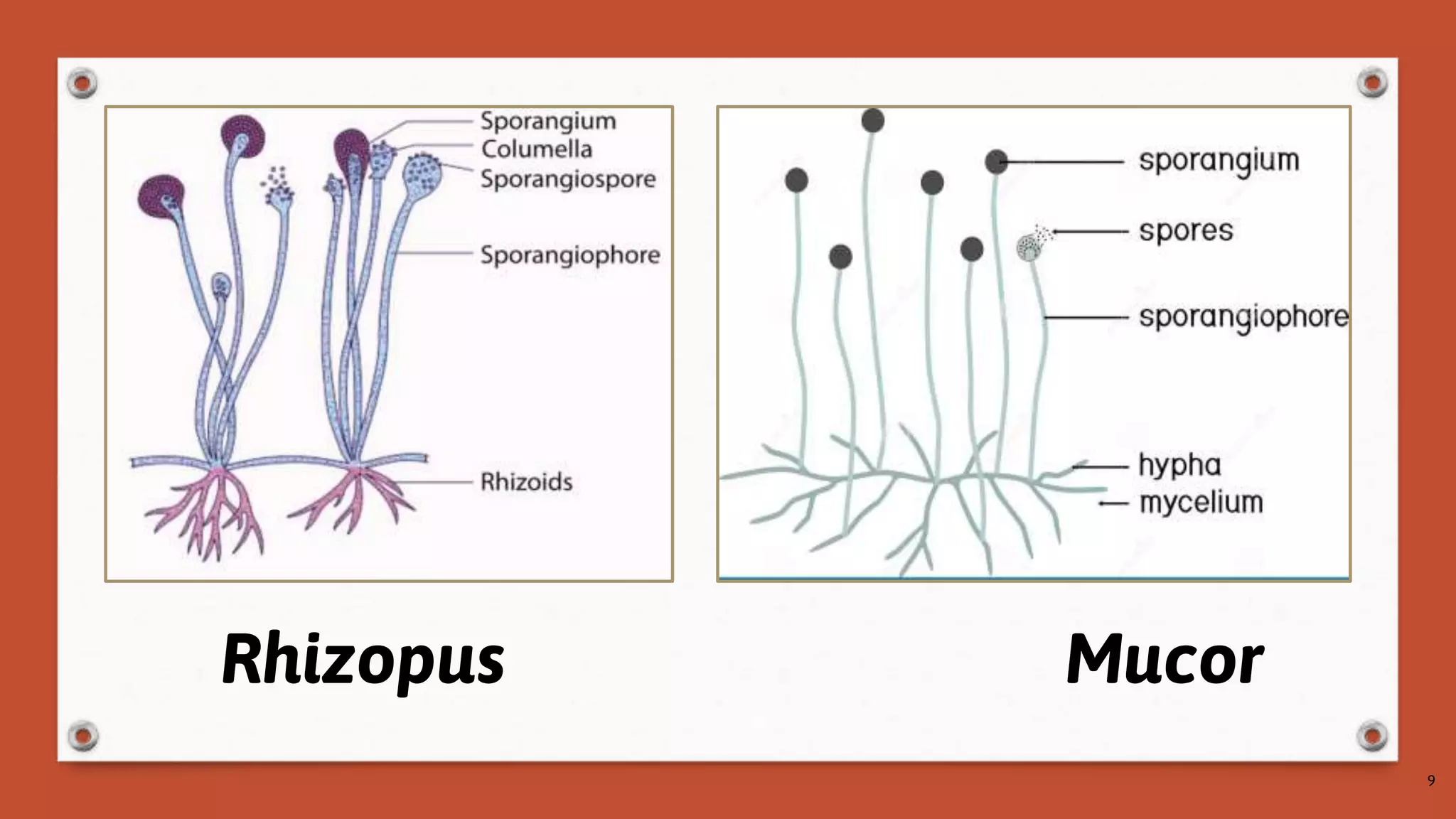 Mucormycosis | PPTX